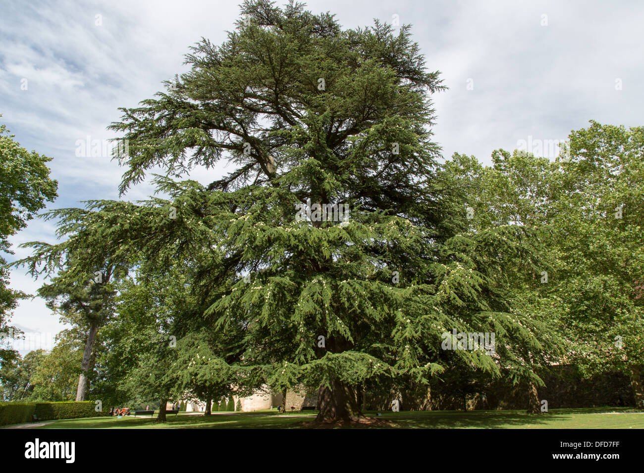 Cedrus libani libanon zeder oder zeder von libanon -Fotos und ...