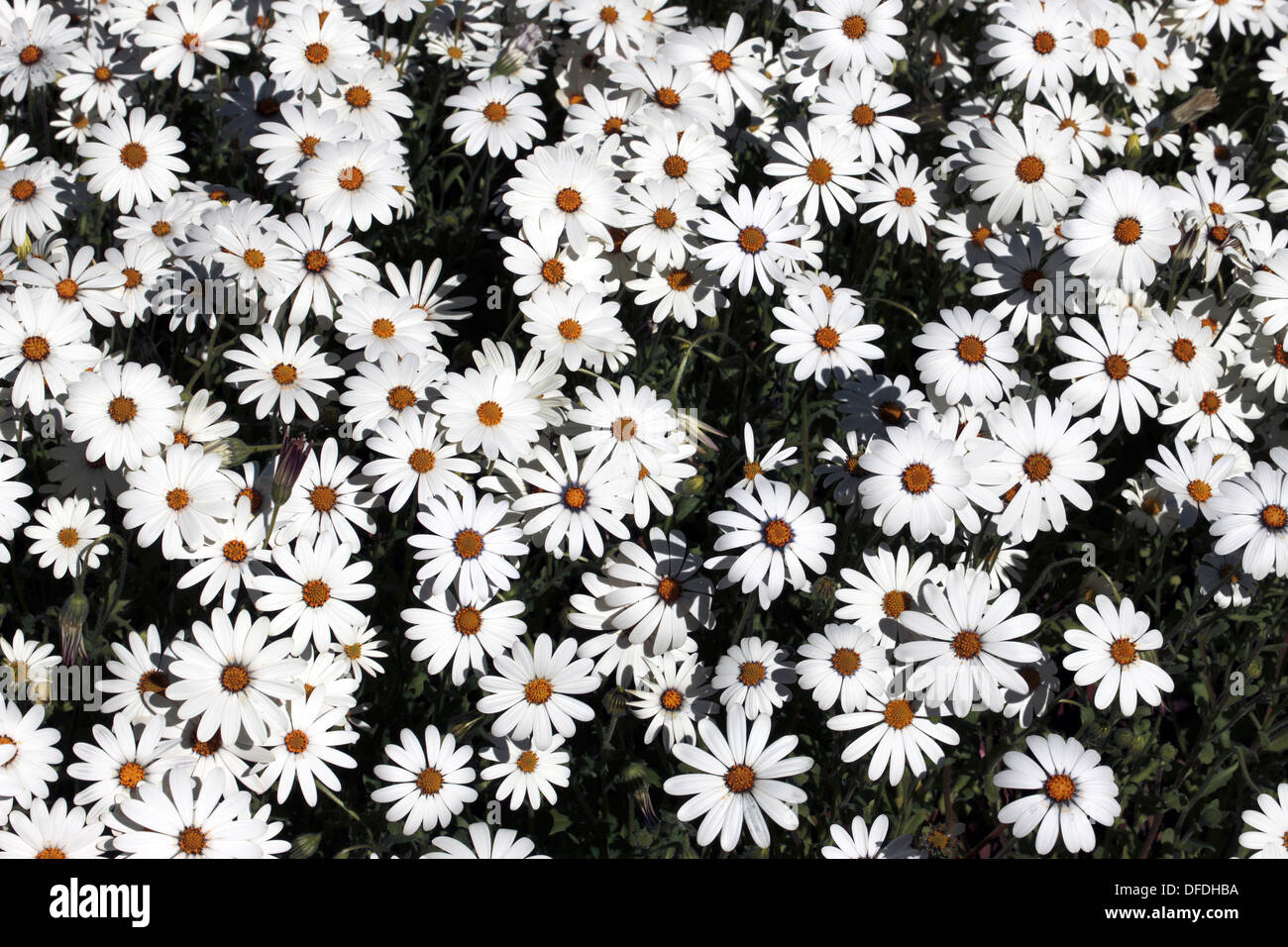 Osteospermum pinnatum -Fotos und -Bildmaterial in hoher Auflösung – Alamy