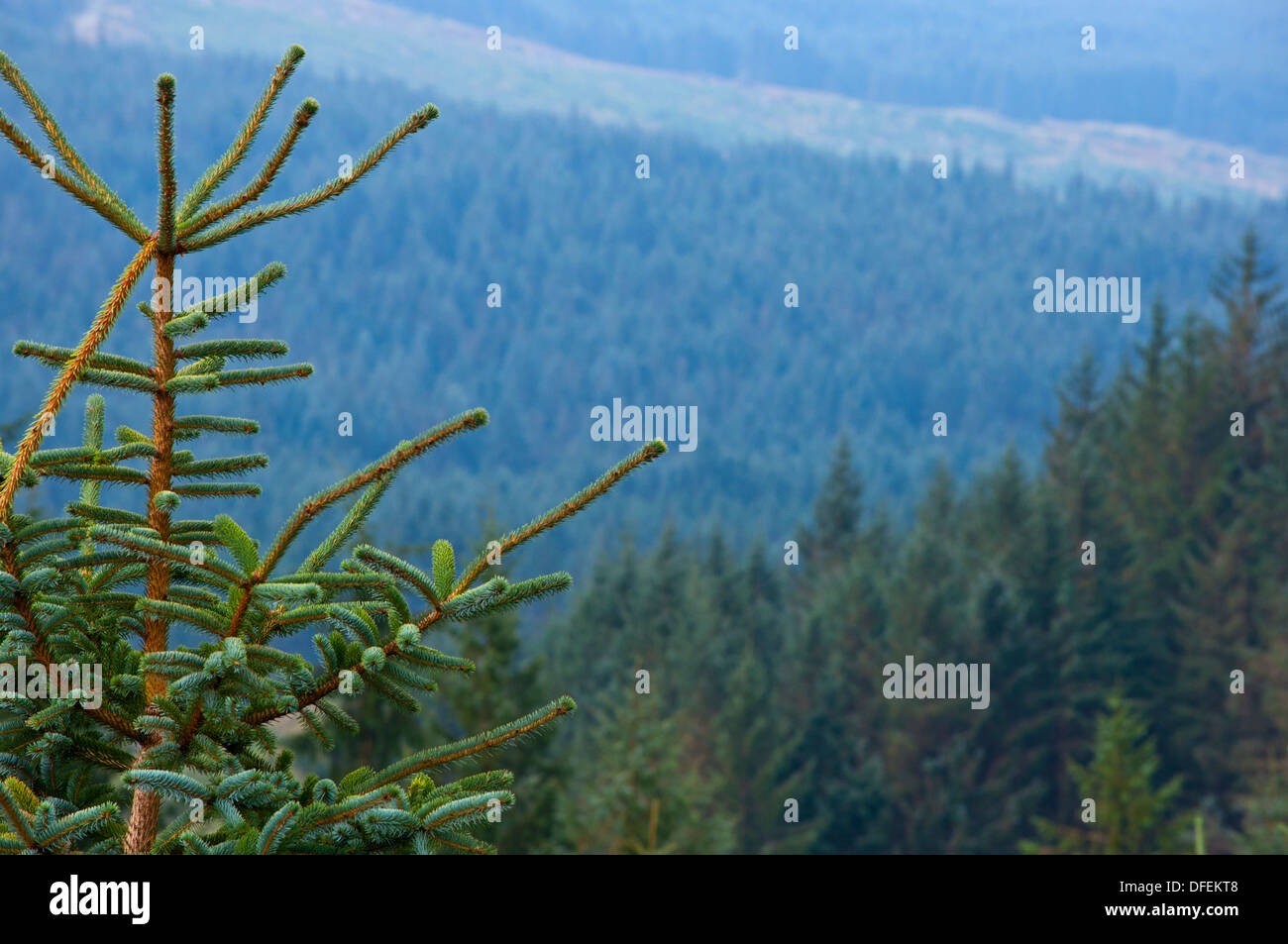 Norwegen Fichte Stockfotos und -bilder Kaufen - Alamy