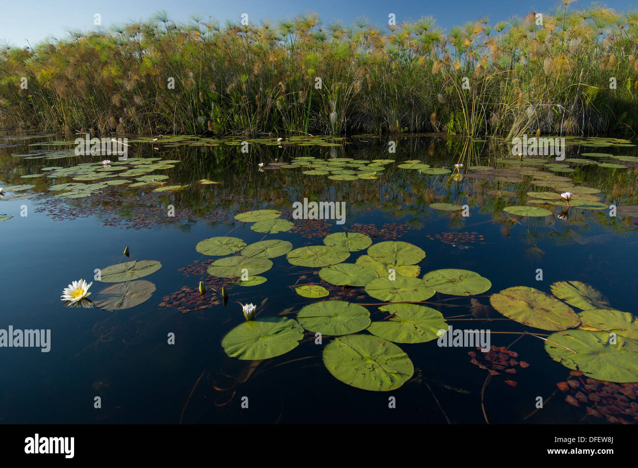 Weiße Seerose (Nymphaea Lotus) Blumen und Seerosen mit Segge Papyrus ...