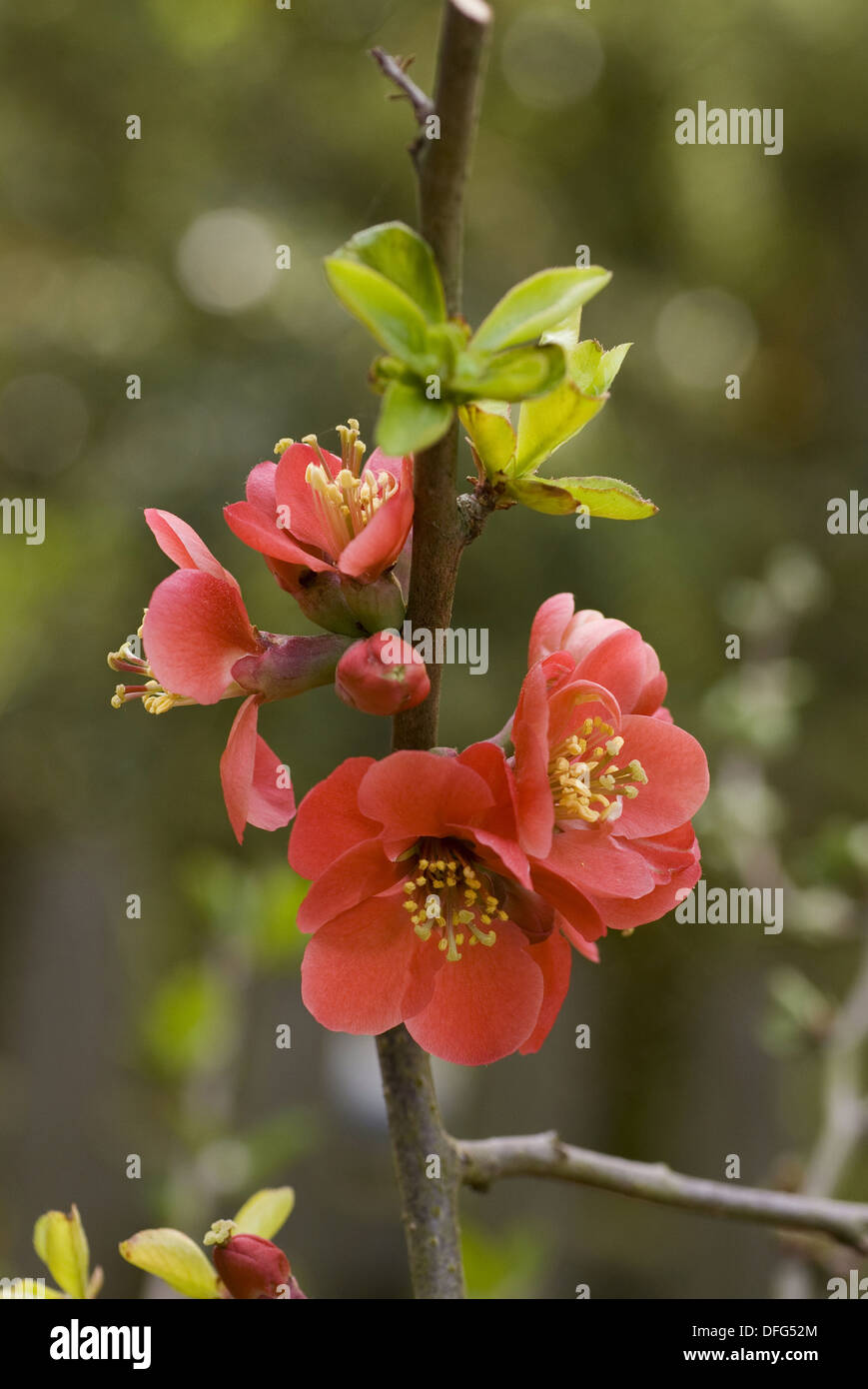 japanische Quitte, Chaenomeles japonica Stockfotografie - Alamy