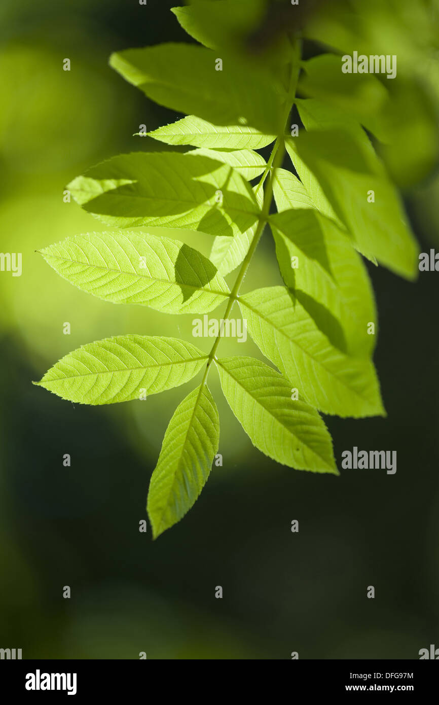 Gemeine esche (fraxinus excelsior) -Fotos und -Bildmaterial in hoher ...