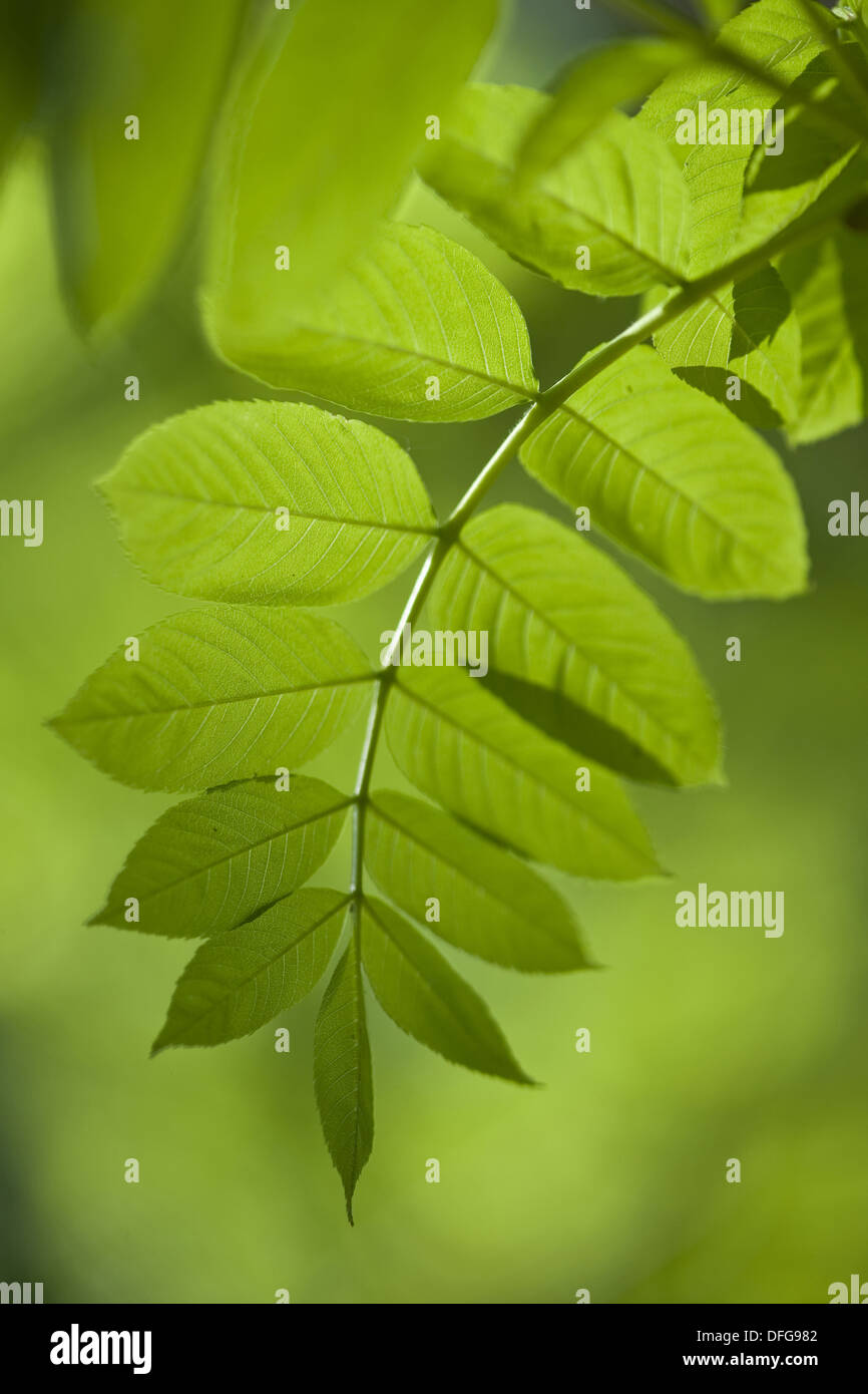 Gemeine esche (fraxinus excelsior) -Fotos und -Bildmaterial in hoher ...