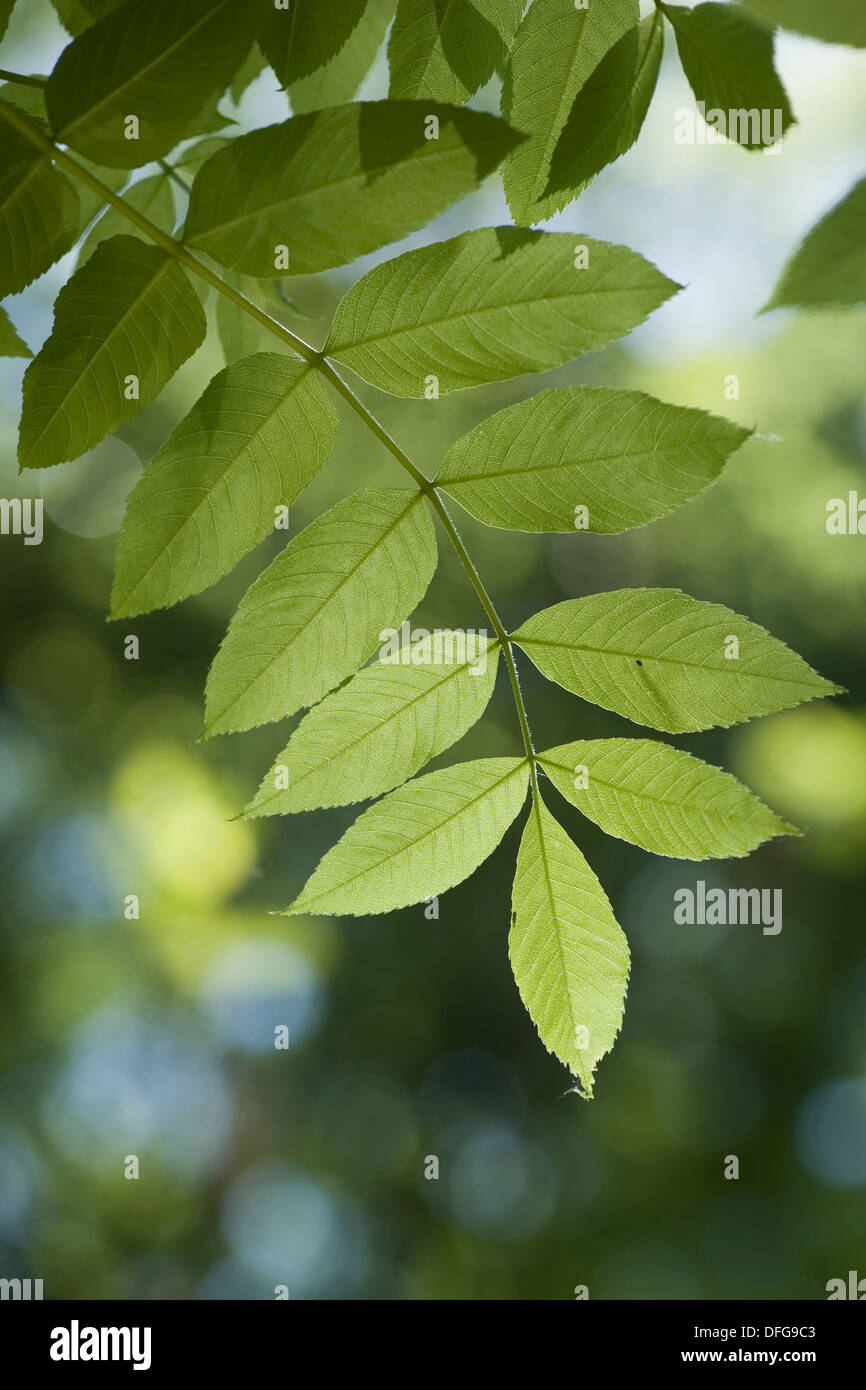 Fraxinus excelsior leaf -Fotos und -Bildmaterial in hoher Auflösung – Alamy