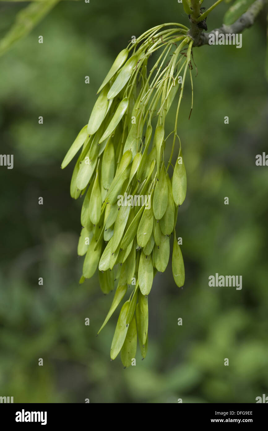 Gemeine esche (fraxinus excelsior) -Fotos und -Bildmaterial in hoher ...