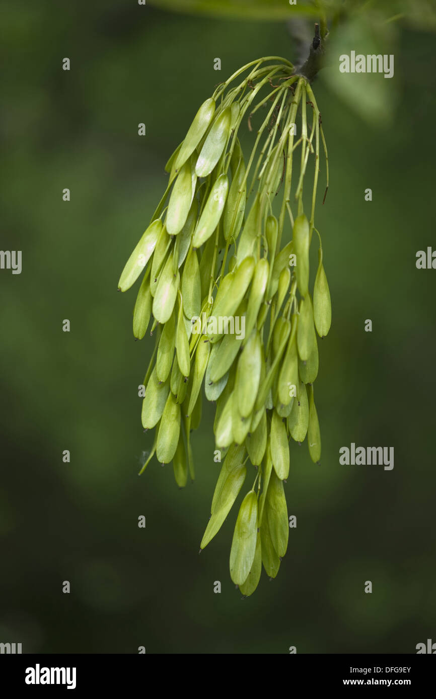 Gemeine esche (fraxinus excelsior) -Fotos und -Bildmaterial in hoher ...