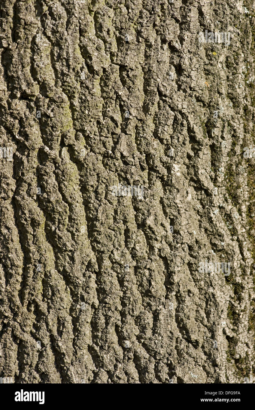 Bark fraxinus -Fotos und -Bildmaterial in hoher Auflösung – Alamy