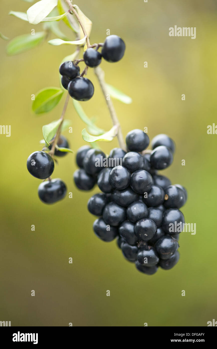 Wilde liguster -Fotos und -Bildmaterial in hoher Auflösung – Alamy