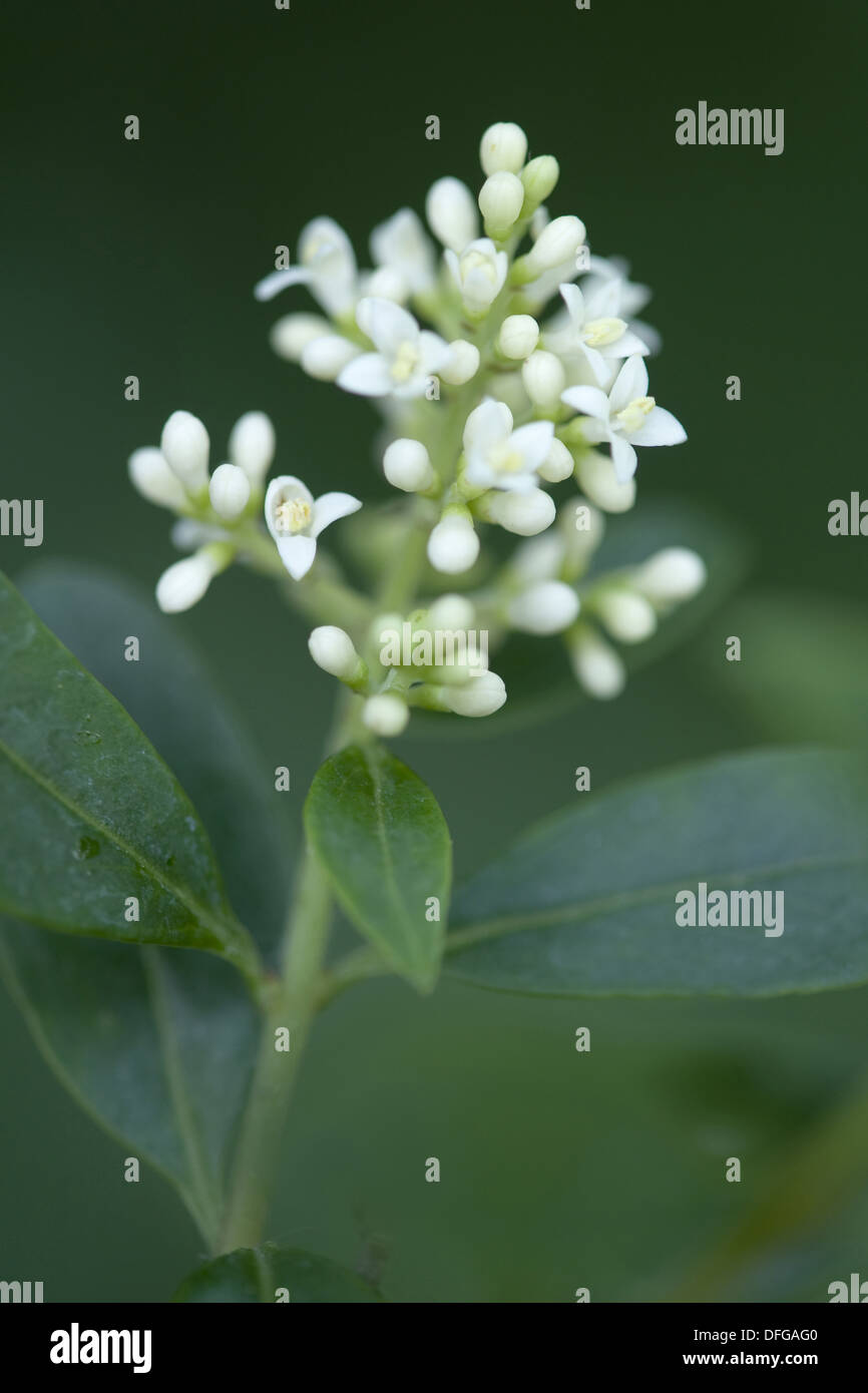 wilde Liguster, Ligustrum vulgare Stockfotografie - Alamy