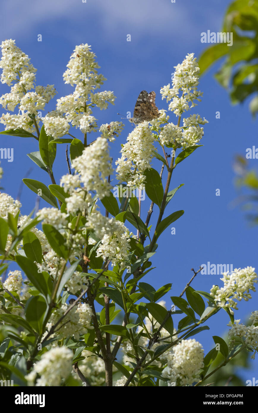 wilde Liguster, Ligustrum vulgare Stockfotografie - Alamy