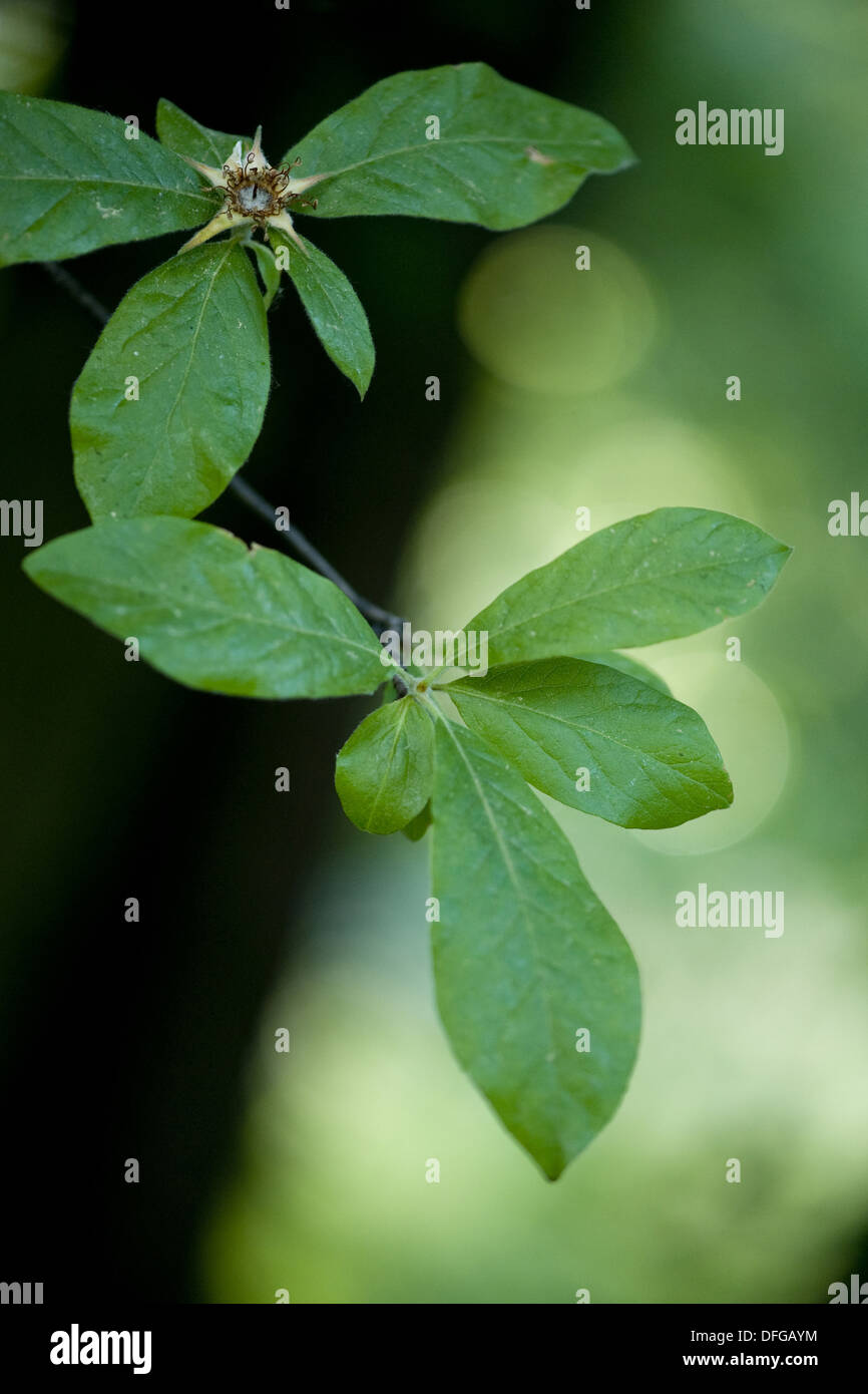 Mispel baum -Fotos und -Bildmaterial in hoher Auflösung – Alamy