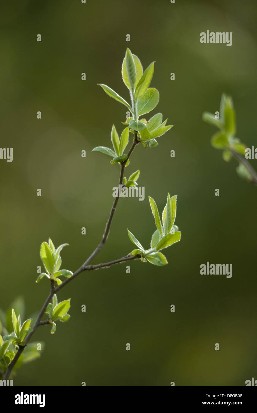Mispel baum -Fotos und -Bildmaterial in hoher Auflösung – Alamy