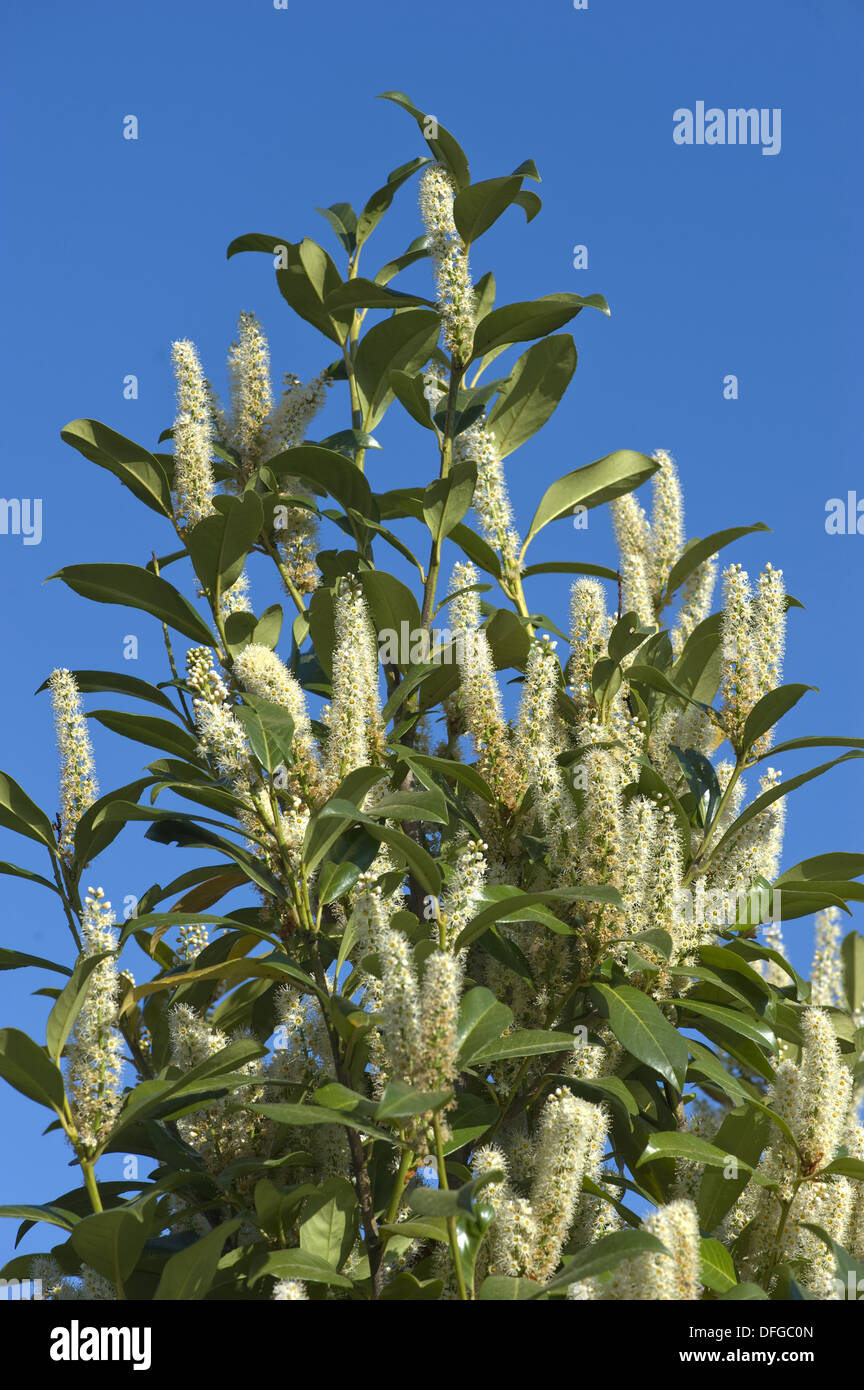 Cherry laurel prunus laurocerasus close up -Fotos und -Bildmaterial in ...