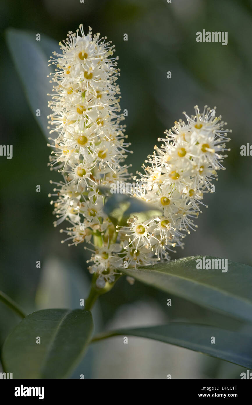 Cherry laurel prunus laurocerasus close up -Fotos und -Bildmaterial in ...