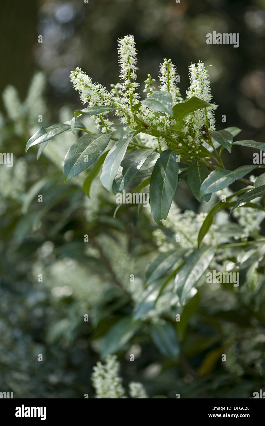 Cherry laurel prunus laurocerasus close up -Fotos und -Bildmaterial in ...