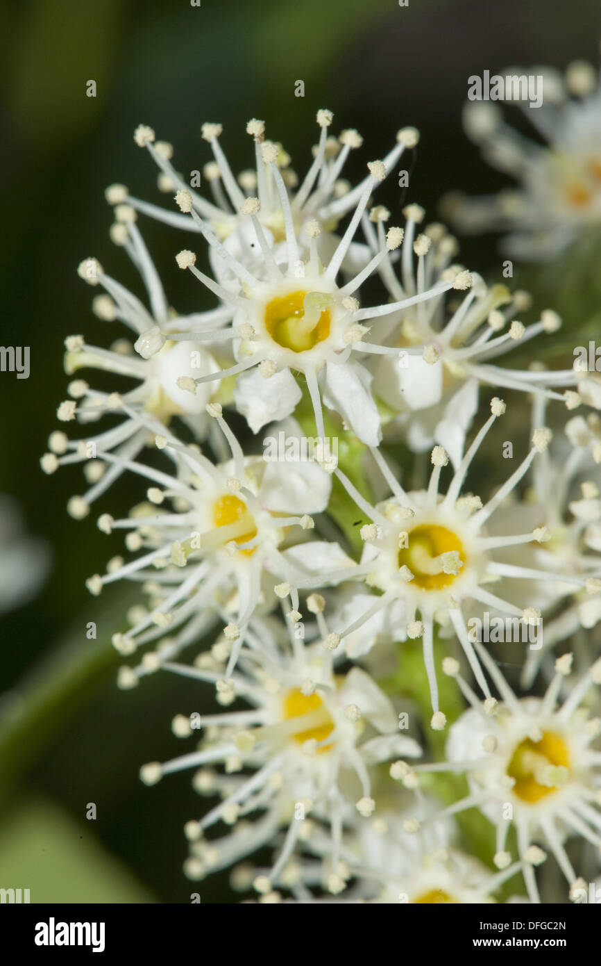 Cherry laurel prunus laurocerasus close up -Fotos und -Bildmaterial in ...