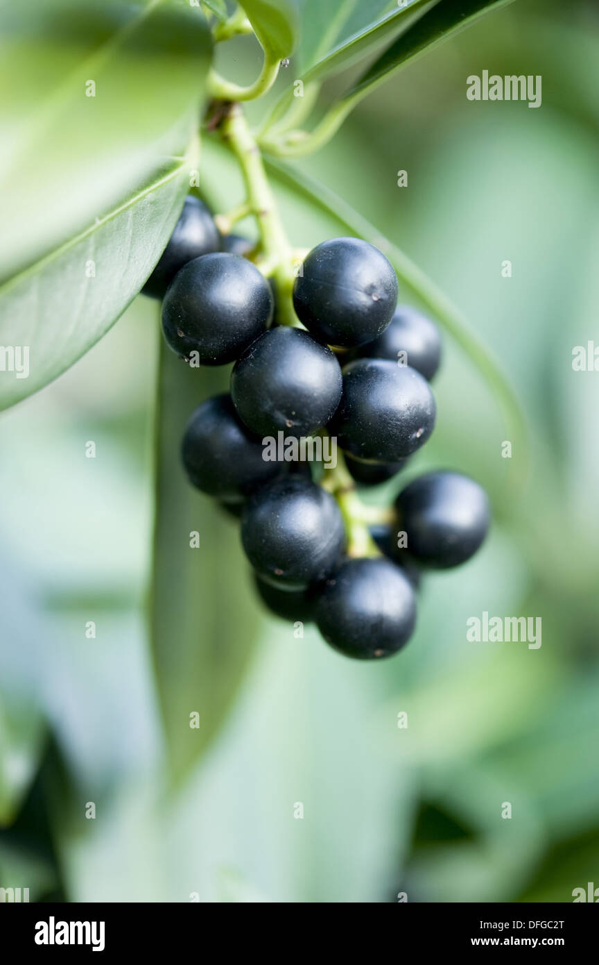 Cherry laurel prunus laurocerasus close up -Fotos und -Bildmaterial in ...