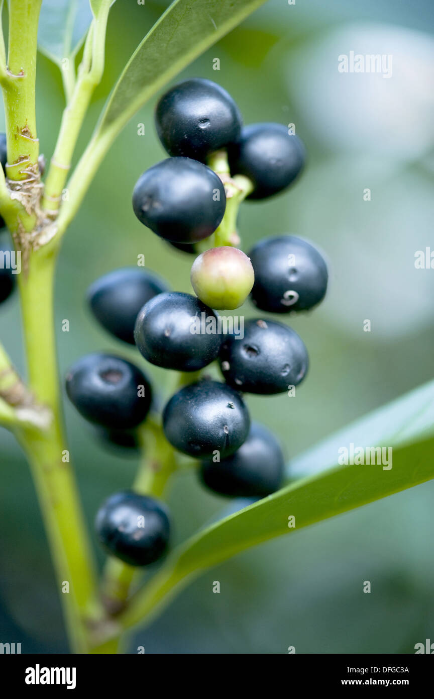 Cherry laurel prunus laurocerasus close up -Fotos und -Bildmaterial in ...