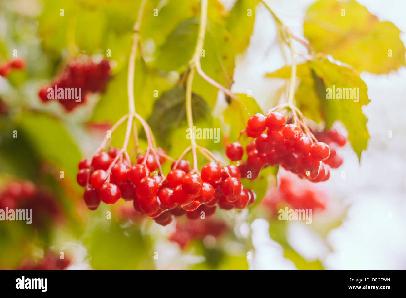 Beeren Von Viburnum Stockfotos und -bilder Kaufen - Alamy