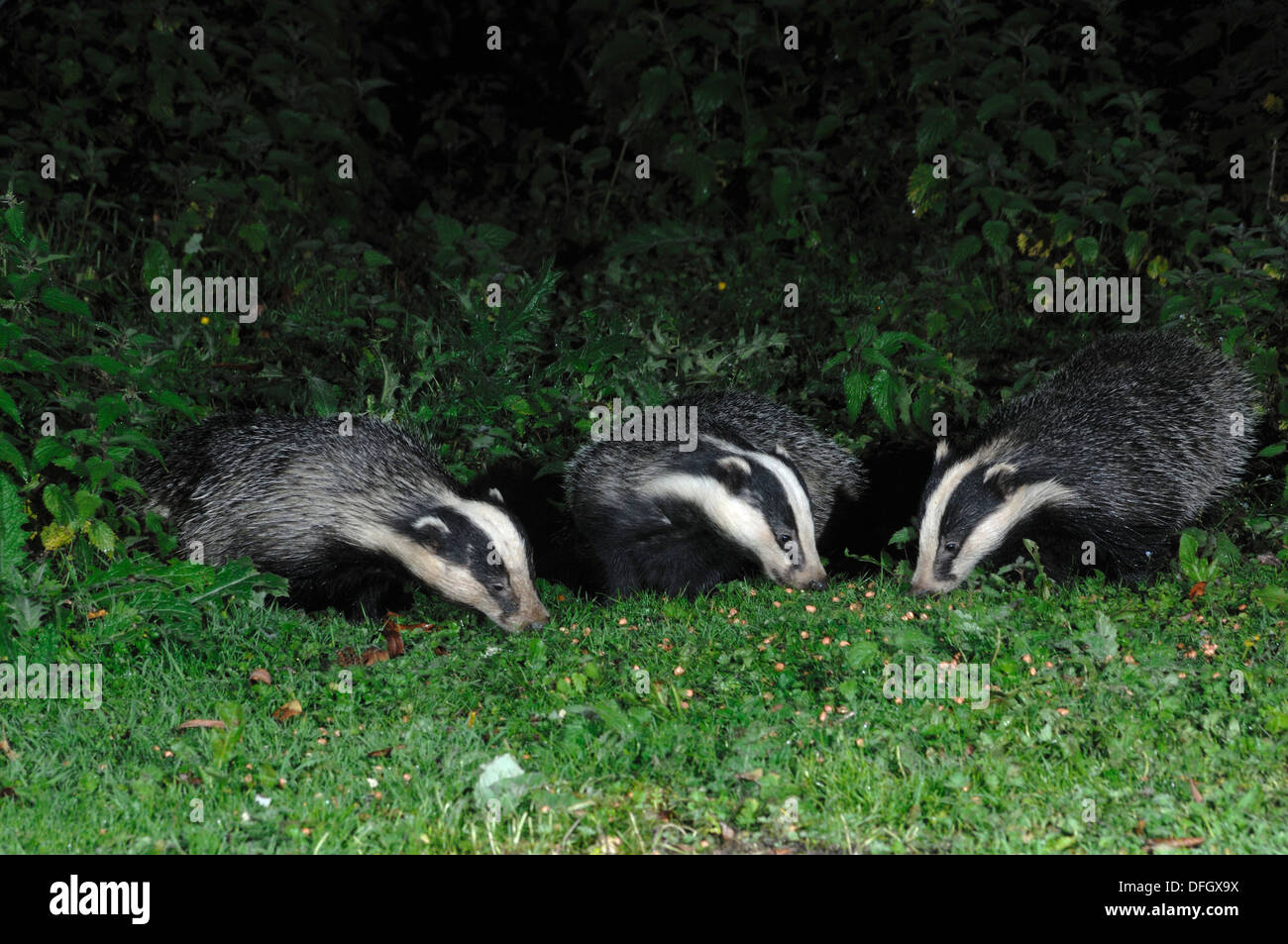 Dachs kopf -Fotos und -Bildmaterial in hoher Auflösung – Alamy