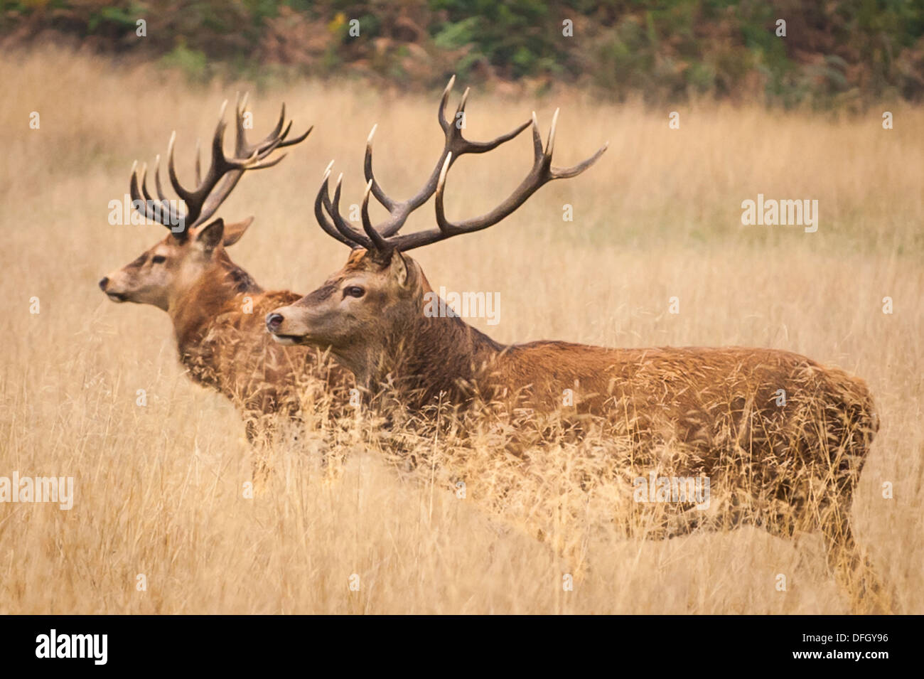 London, Richmond upon Thames, Royal Richmond Park Parks Rehe Hirsche in ...
