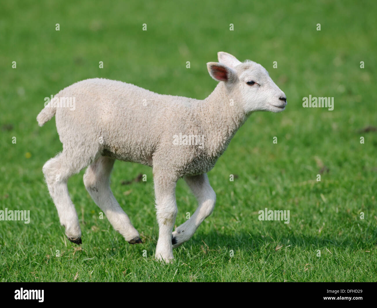 Ein junges Lamm laufen im Feld, Hausschaf Ovis Aries in einem Feld in ...