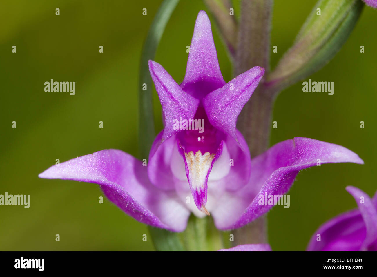 Red helleborine cephalanthera rubra -Fotos und -Bildmaterial in hoher ...