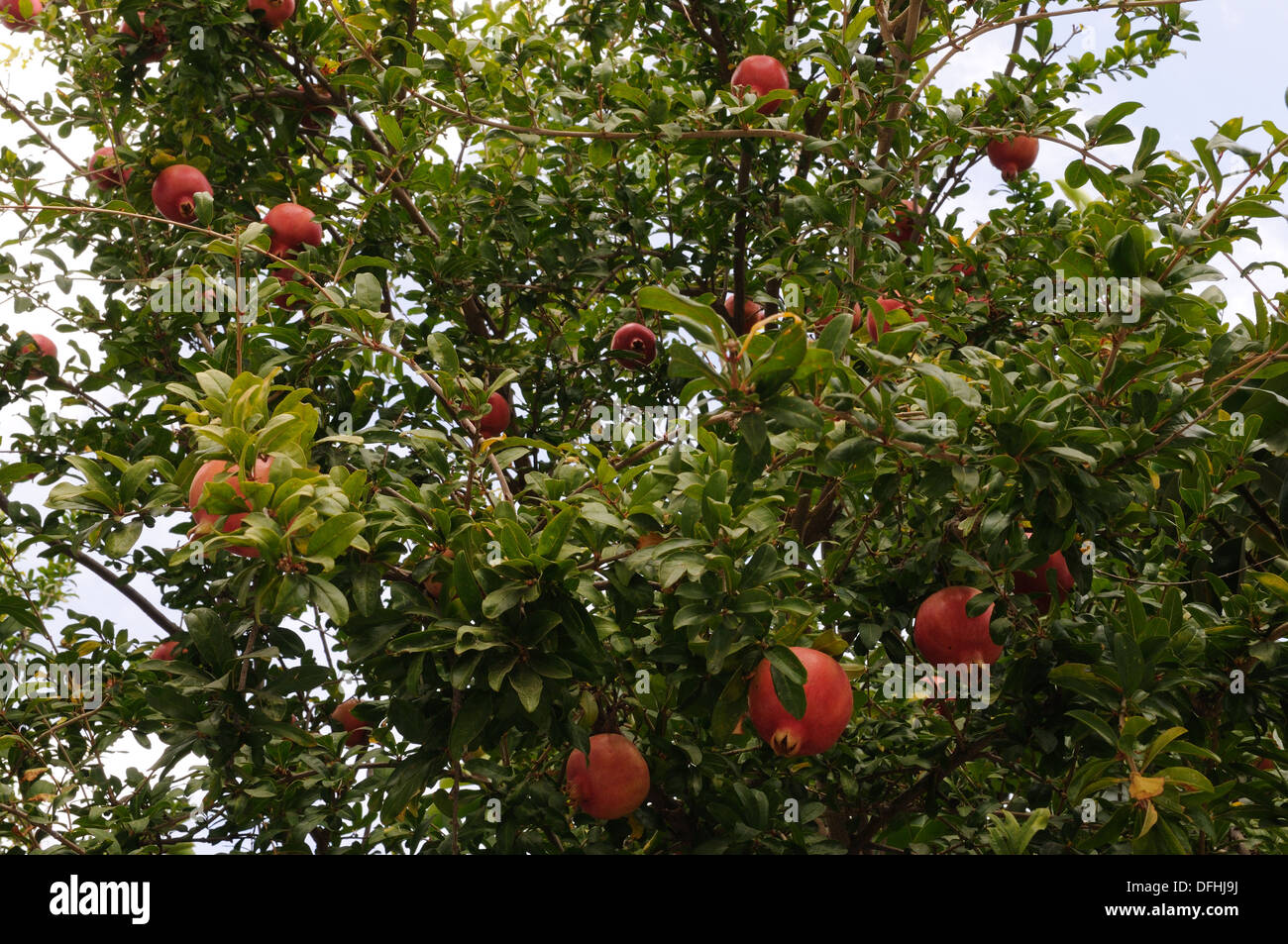 Granatapfel baum -Fotos und -Bildmaterial in hoher Auflösung – Alamy