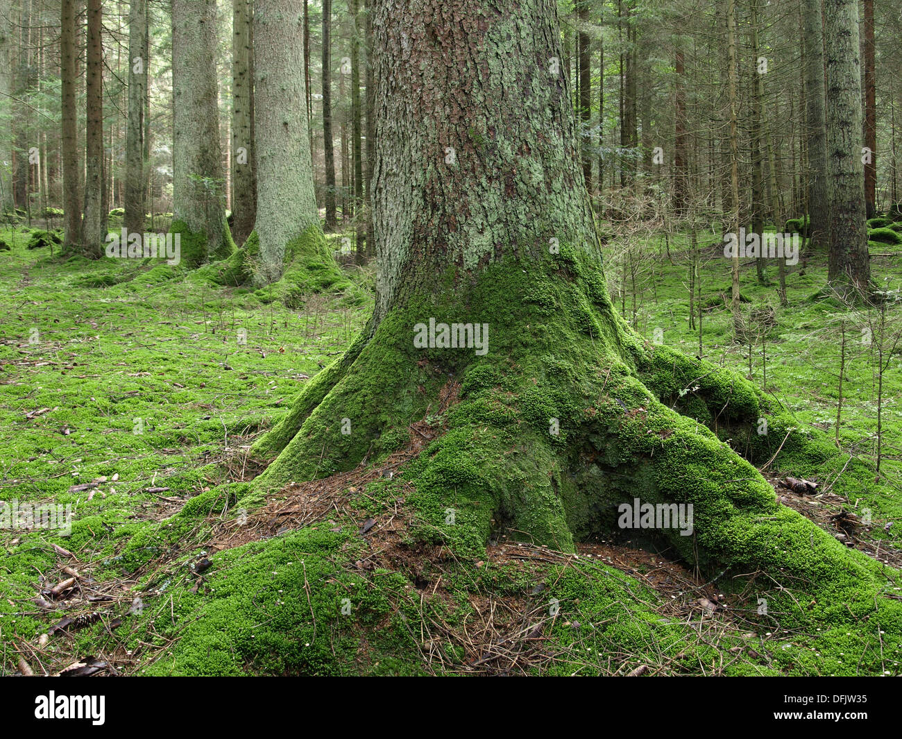 Moosige wurzeln -Fotos und -Bildmaterial in hoher Auflösung – Alamy