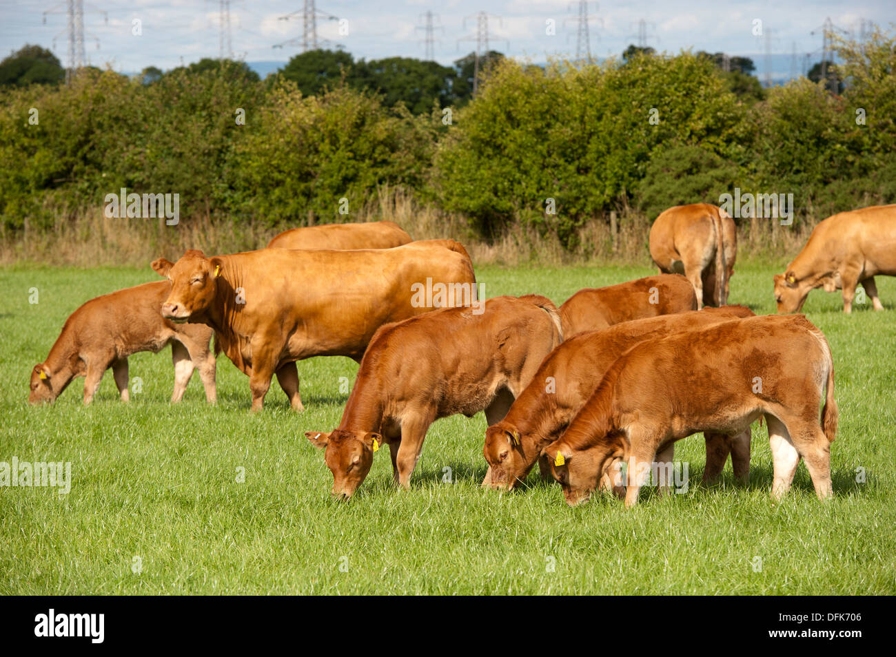 Rinder herdentiere -Fotos und -Bildmaterial in hoher Auflösung – Alamy