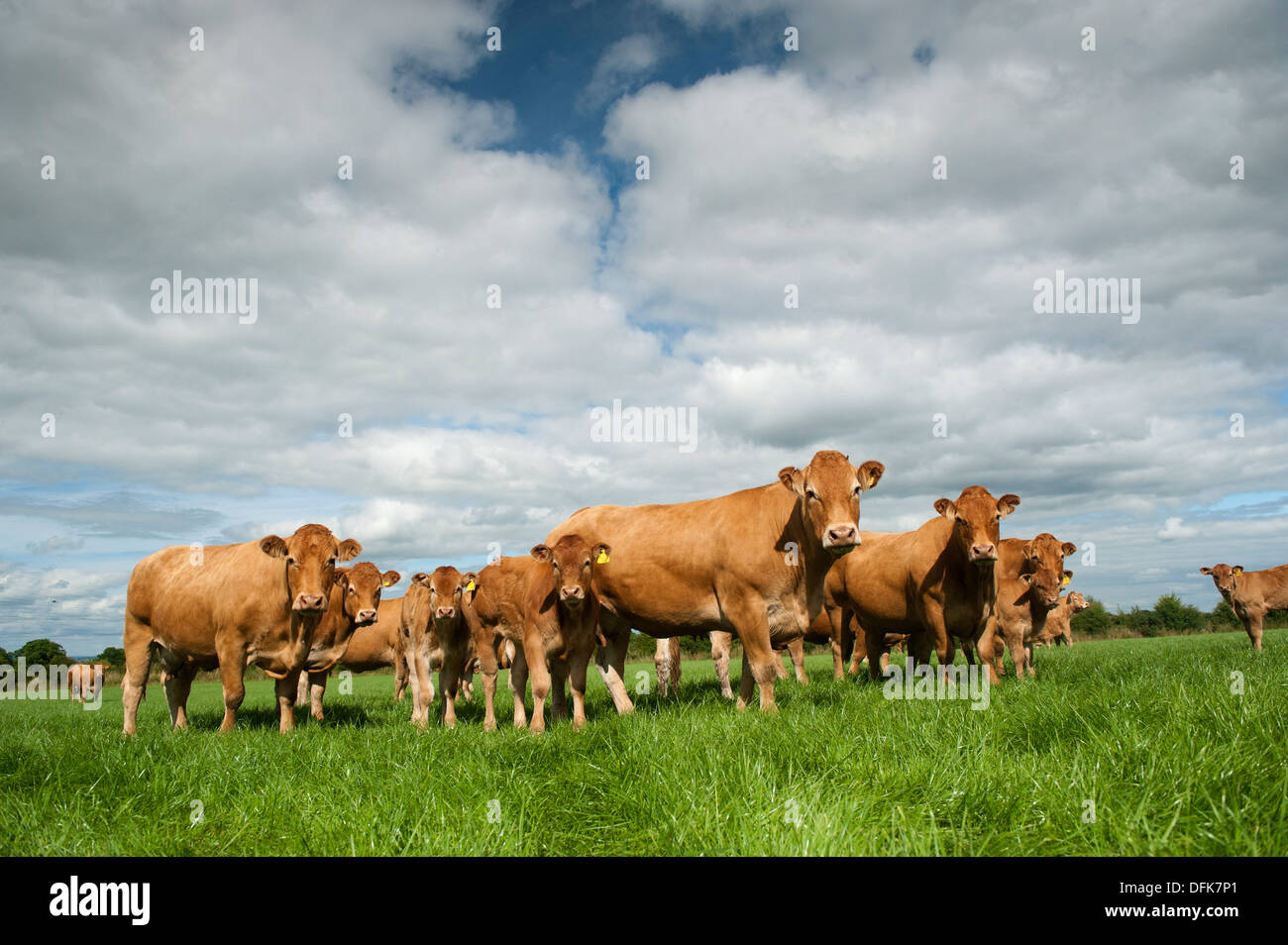 Herde von Limousin-Rinder grasen auf saftigen Weiden. Cumbria, UK ...