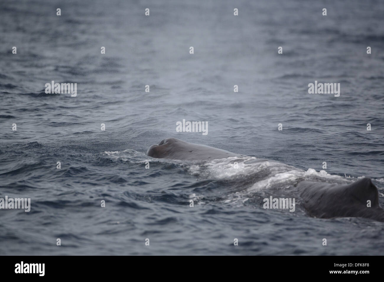 Pottwal blasen -Fotos und -Bildmaterial in hoher Auflösung – Alamy