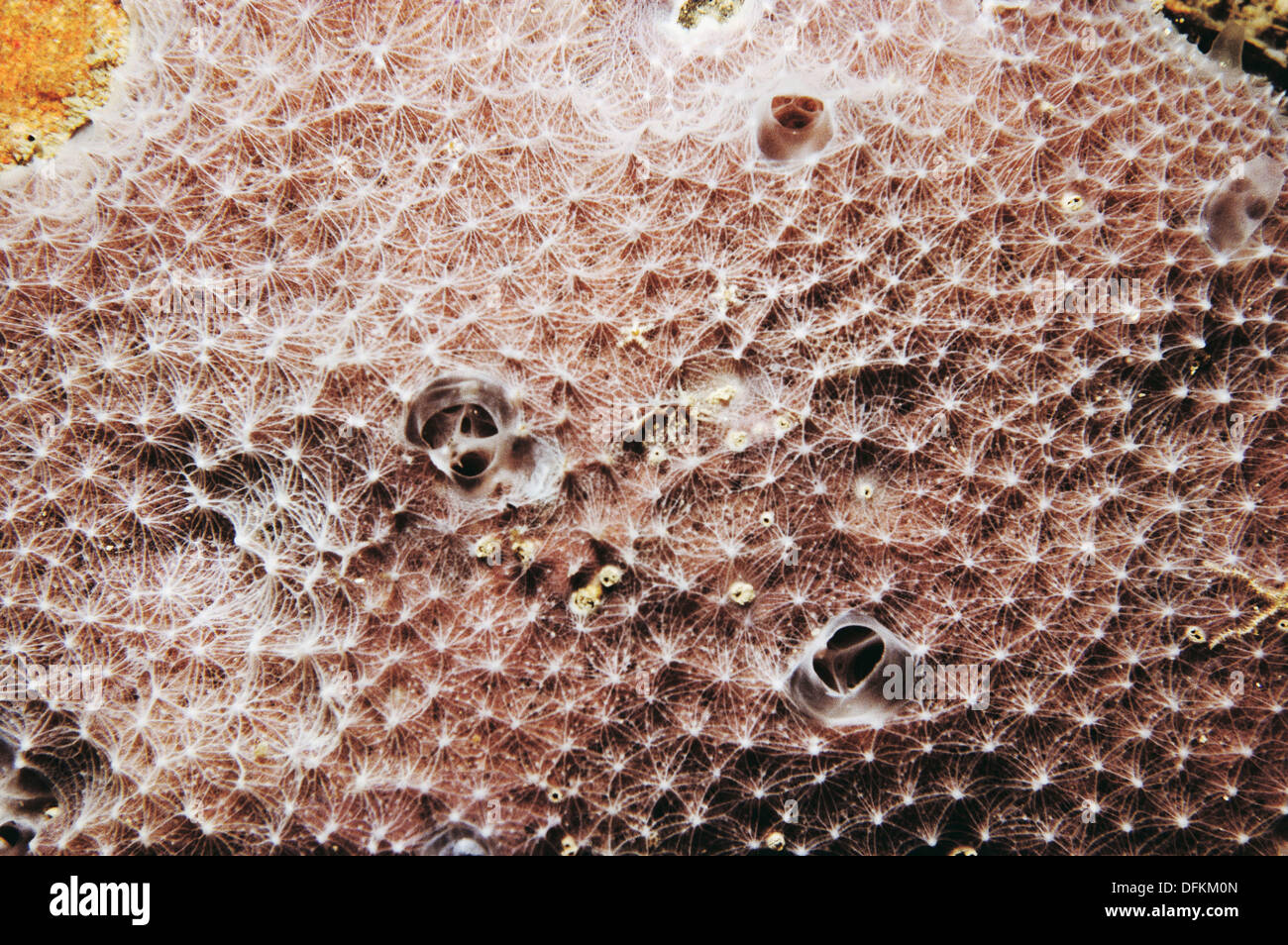 Dysidea fragilis -Fotos und -Bildmaterial in hoher Auflösung – Alamy