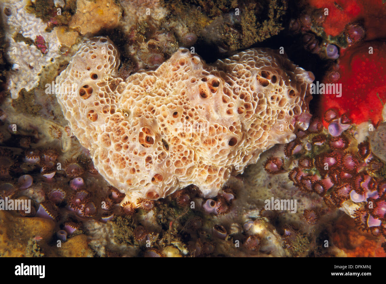 Hemimycale Columella Stockfotos und -bilder Kaufen - Alamy