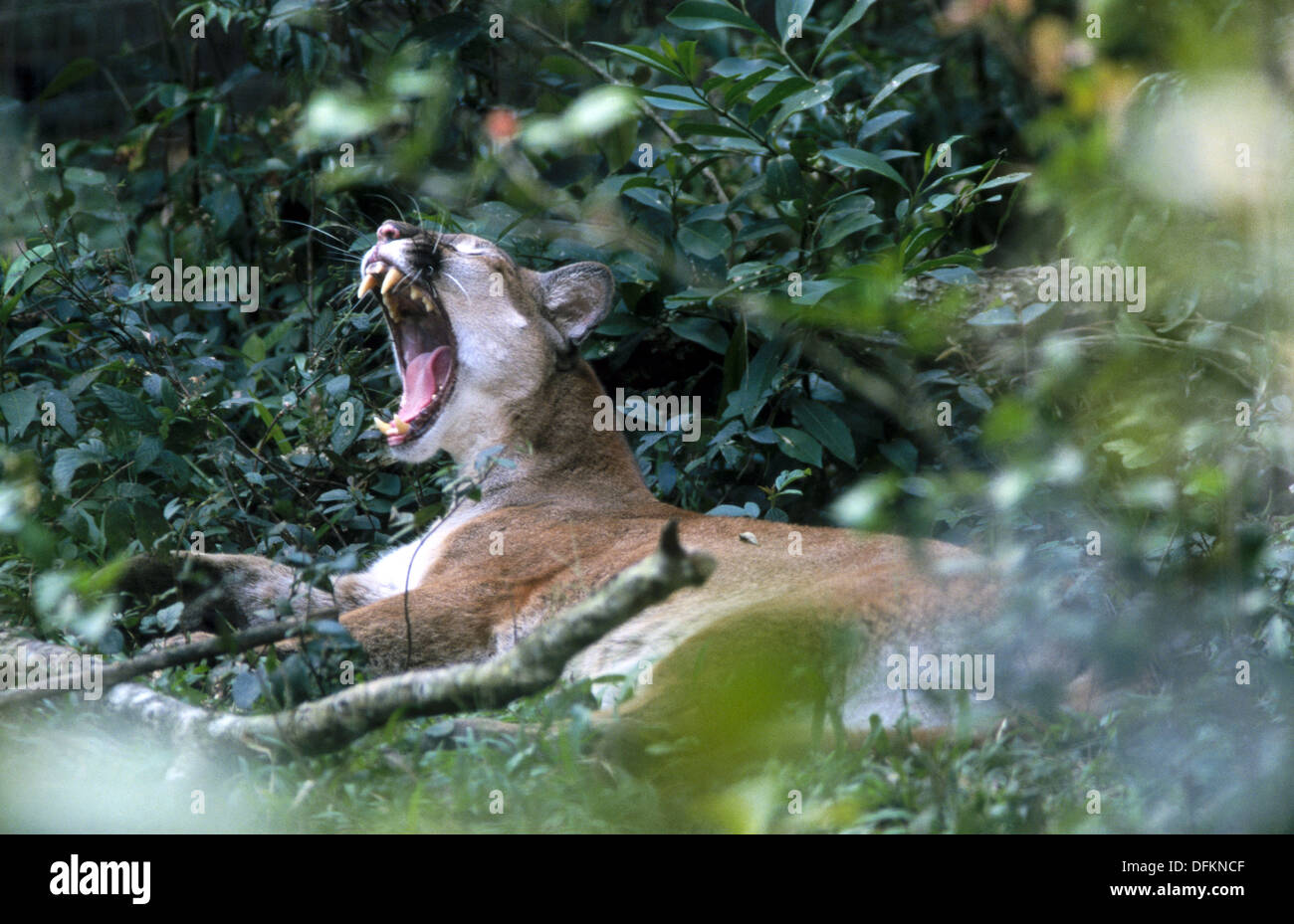 Mountain lion puma concolor yawning -Fotos und -Bildmaterial in hoher ...