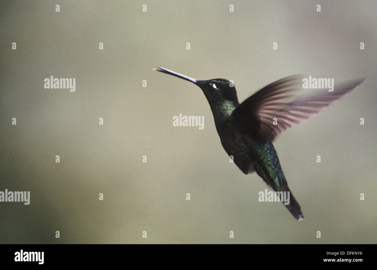 Kleiner kolibri kolibri -Fotos und -Bildmaterial in hoher Auflösung – Alamy