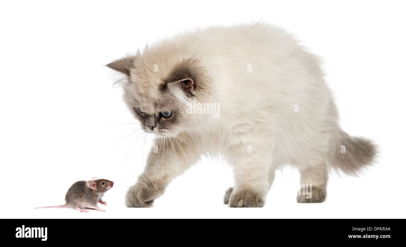 Zu einer maus -Fotos und -Bildmaterial in hoher Auflösung – Alamy