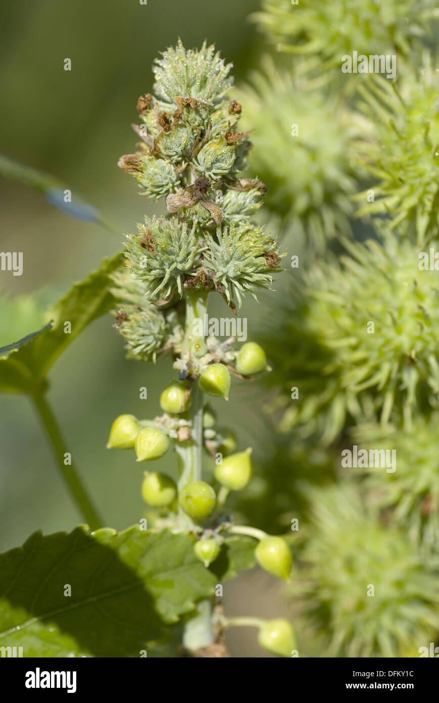 Oil plant ricinus communis seed -Fotos und -Bildmaterial in hoher ...