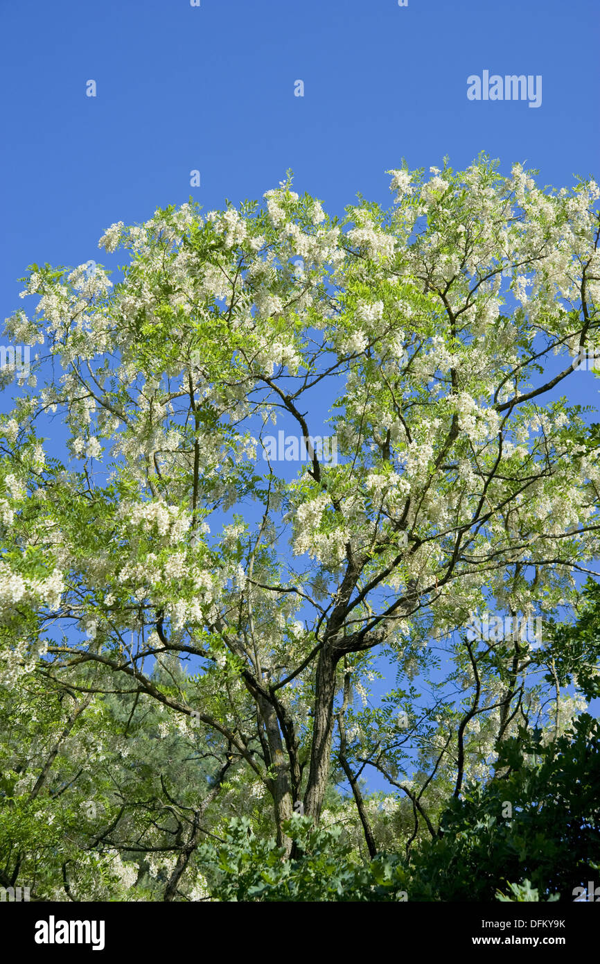 Robinie pseudoacacia baum -Fotos und -Bildmaterial in hoher Auflösung ...