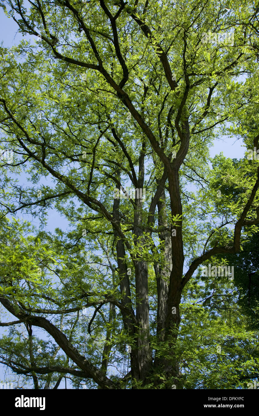 Robinia pseudoacacia whole tree -Fotos und -Bildmaterial in hoher ...