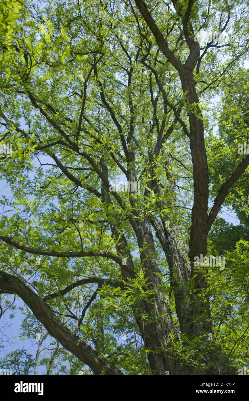 Robinie pseudoacacia baum -Fotos und -Bildmaterial in hoher Auflösung ...