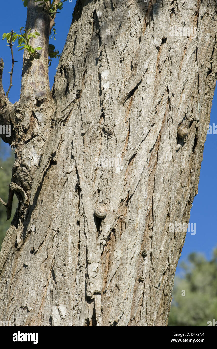 Robinie Pseudoacacia Baum Stockfotos und -bilder Kaufen - Alamy