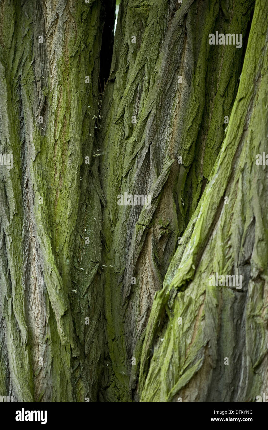 Robinie Pseudoacacia Baum Stockfotos und -bilder Kaufen - Alamy