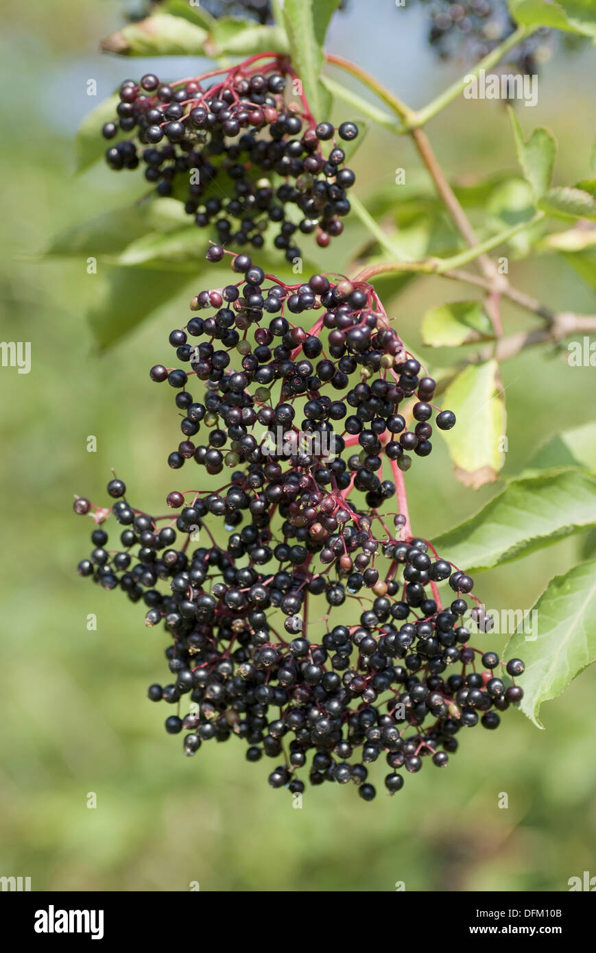 Schwarzer holunder strauch -Fotos und -Bildmaterial in hoher Auflösung ...