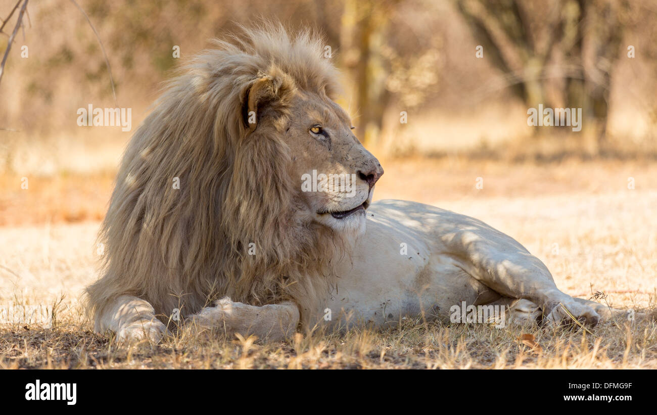 Ein schöner weißer Löwe in Südafrika heimisch Stockfotografie - Alamy