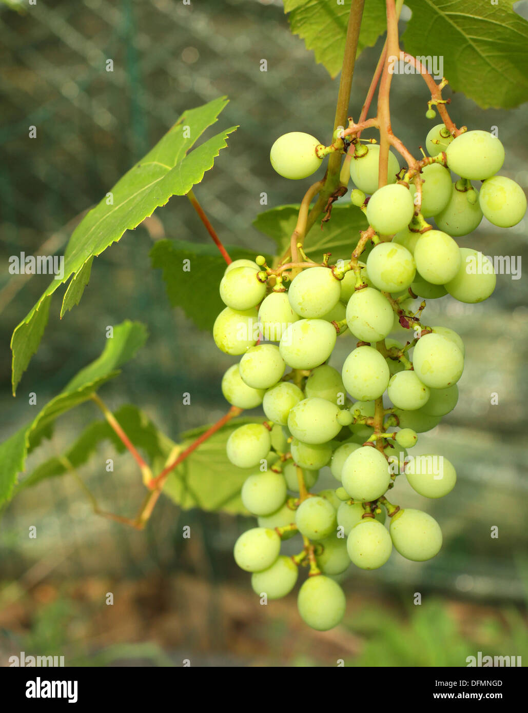 Müller thurgau grape -Fotos und -Bildmaterial in hoher Auflösung – Alamy