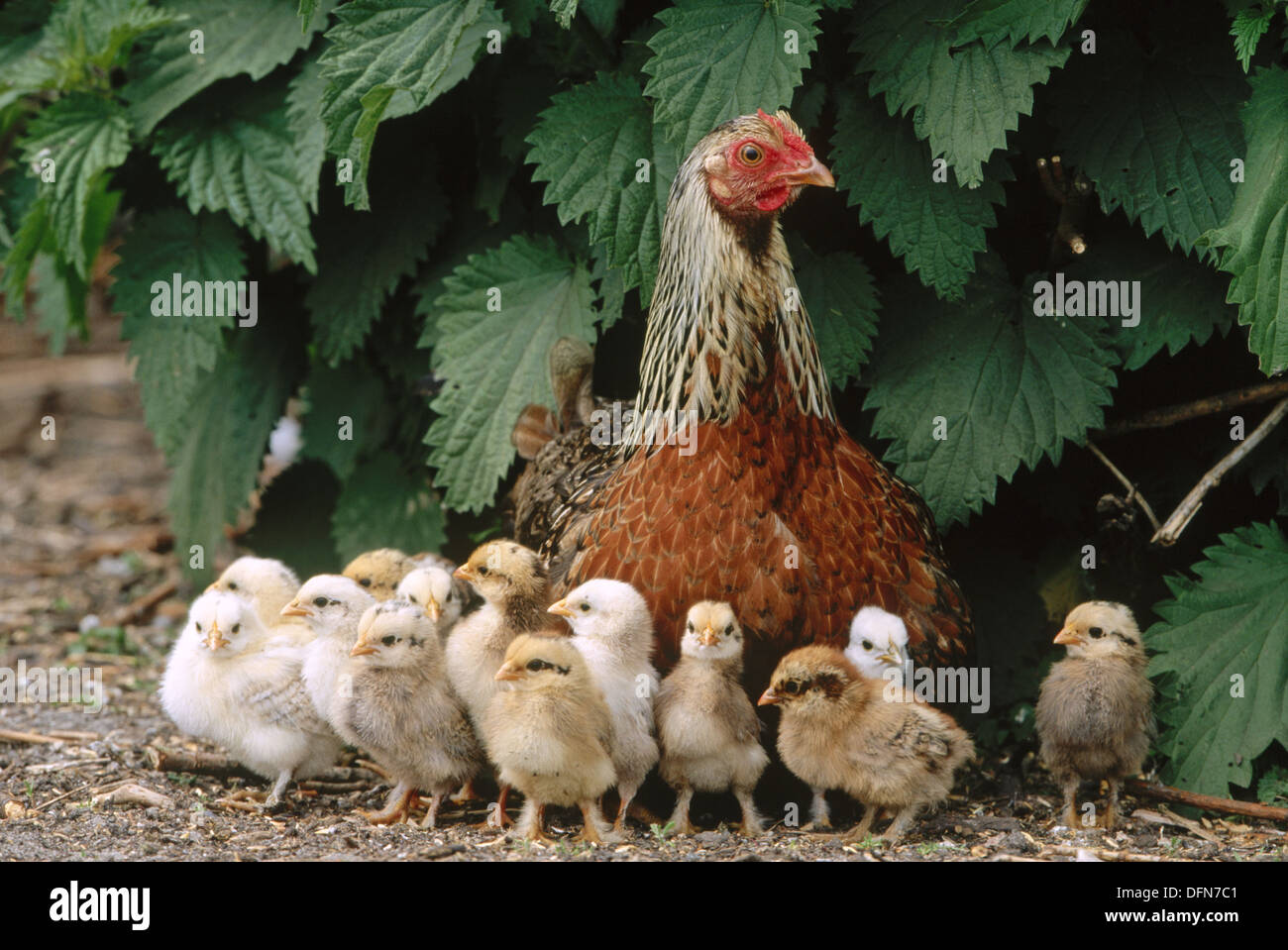 Henne mit küken -Fotos und -Bildmaterial in hoher Auflösung - Seite 2 ...