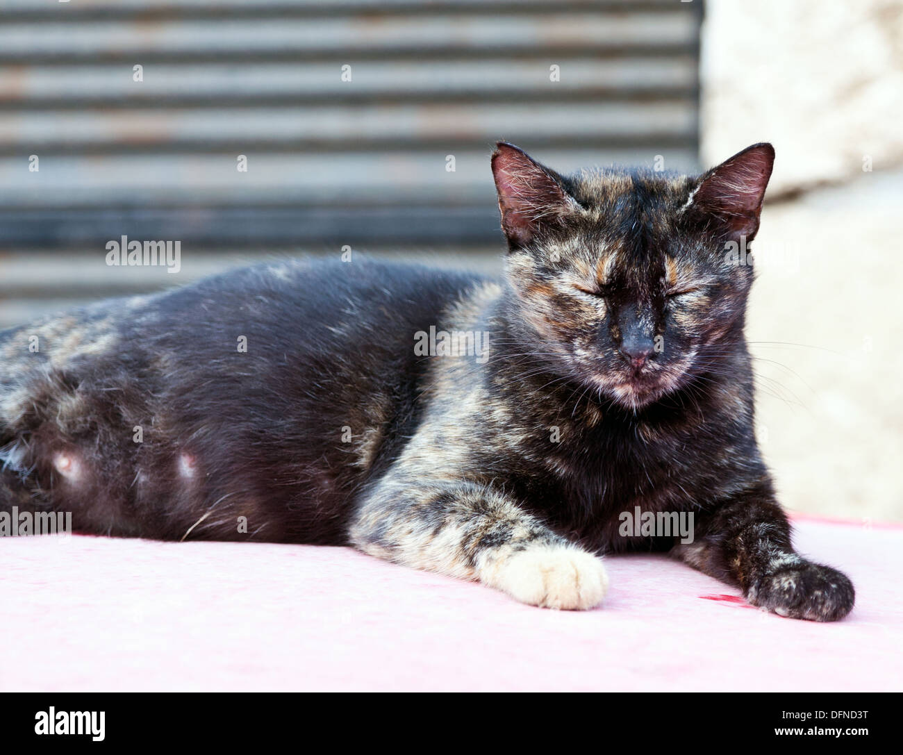 Schlafende Katze Lindos Rhodos griechische Inseln Griechenland ...