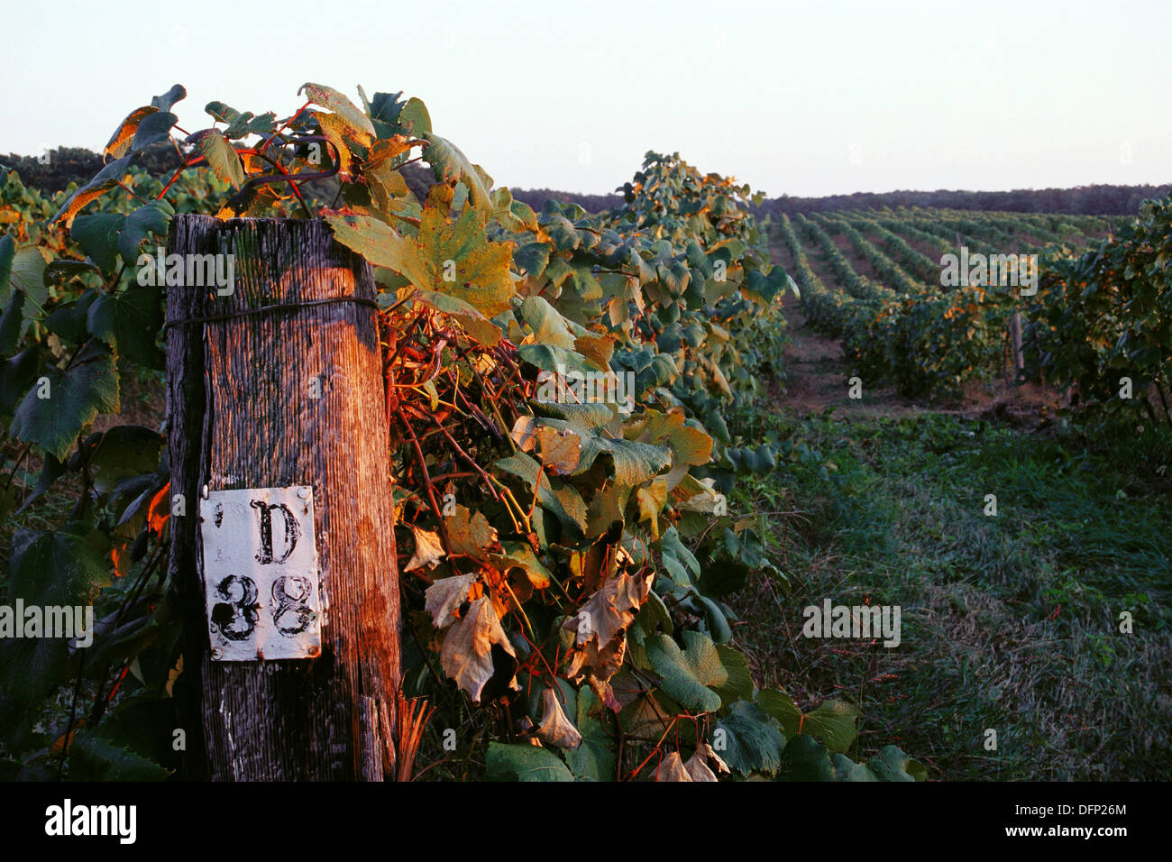 Weinberge im mittleren westen -Fotos und -Bildmaterial in hoher ...