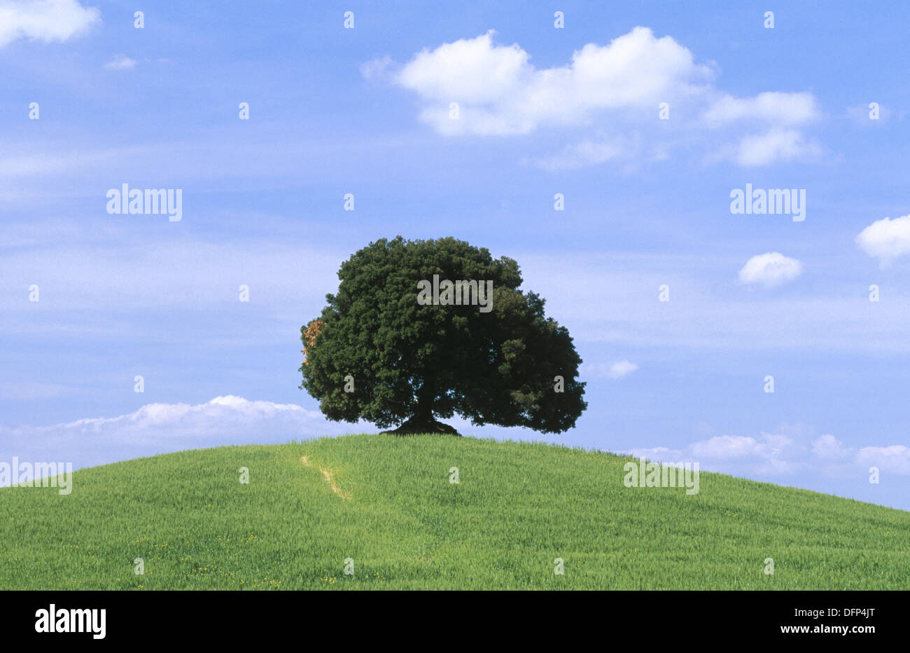 Laurel Italy Stockfotos und -bilder Kaufen - Alamy